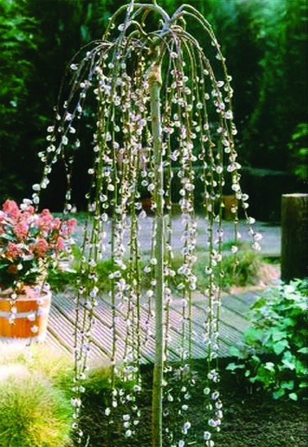 Dekorativna žalosna vrba