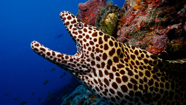 Ribom godine proglašena jegulja