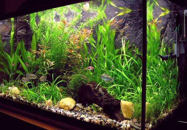 Najbolje ribice za akvarij