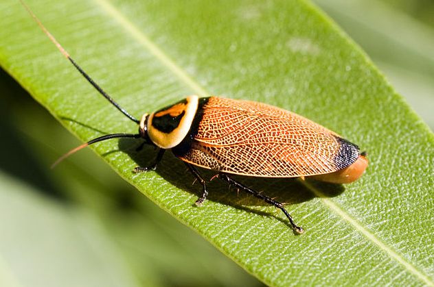 Nazovite žohara imenom voljene osobe za Valentinovo