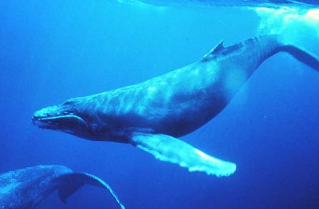 Grbavi kitovi imaju top liste pjesama