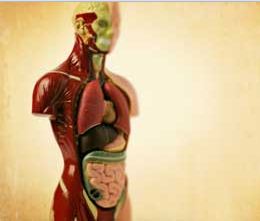 Zabavne činjenice o ljudskom tijelu