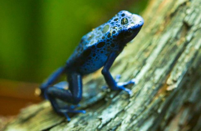 Najotrovnija žaba na svijetu novi stanovnik zagrebačkog ZOO-a