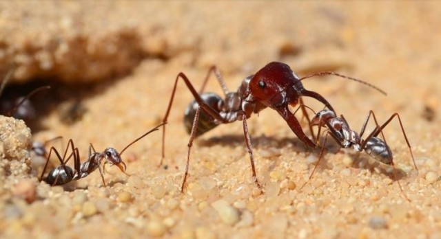 Saharski srebrni mrav je najbrži mrav na svijetu